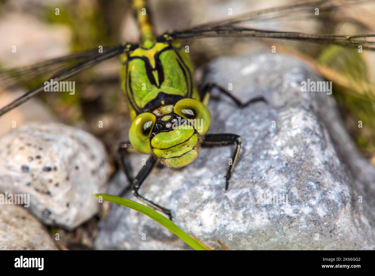 Serpentine dragonfly, Green Snaketail (Ophiogomphus serpentinus ...