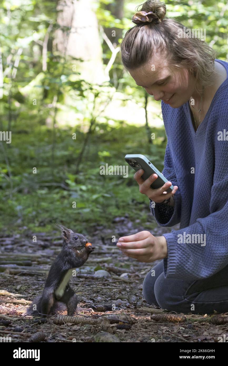 European red squirrel, Eurasian red squirrel (Sciurus vulgaris), woman ...
