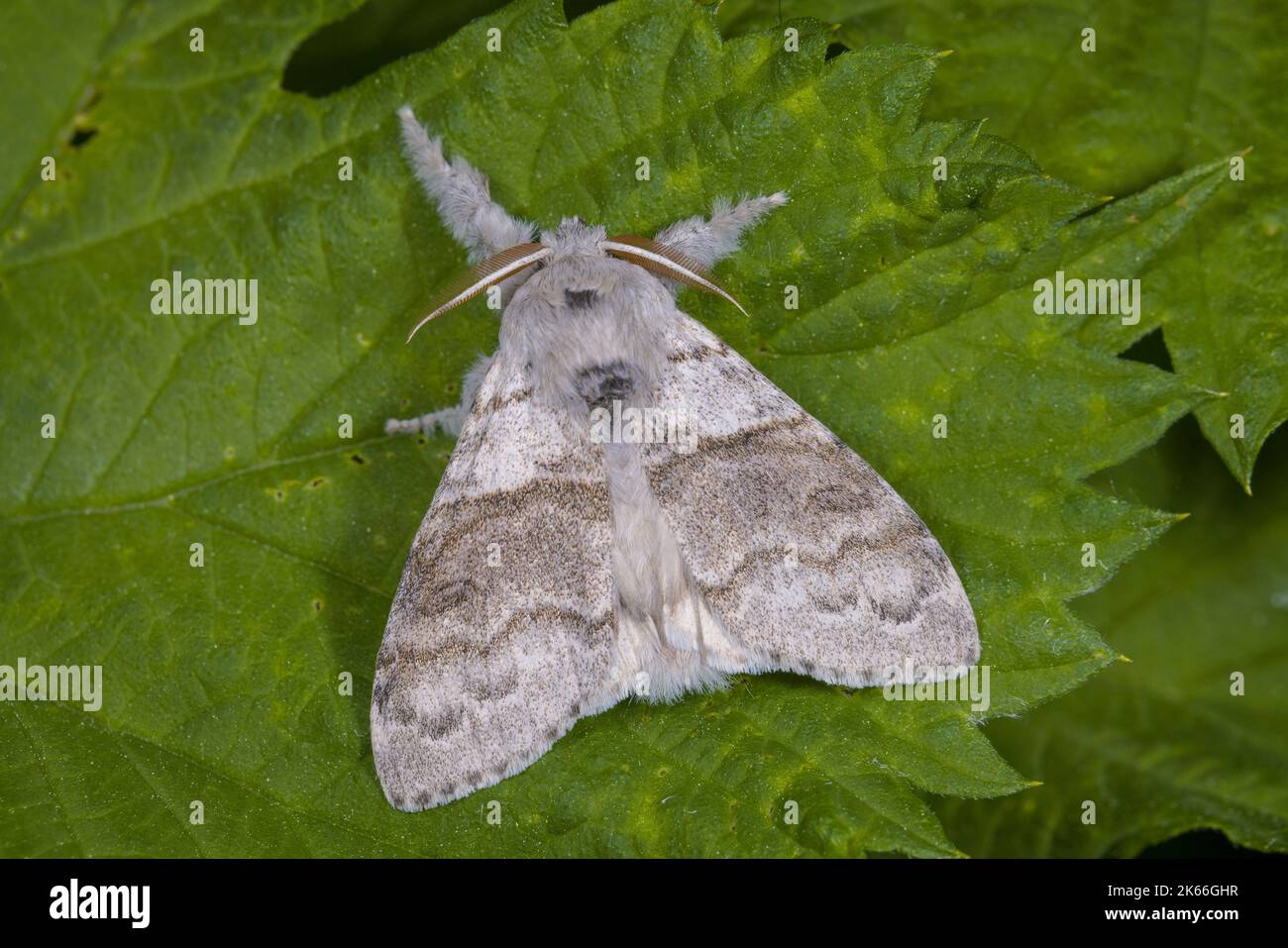 Pale tussock, Red-tail moth (Dasychira pudibunda, Olene pudibunda ...