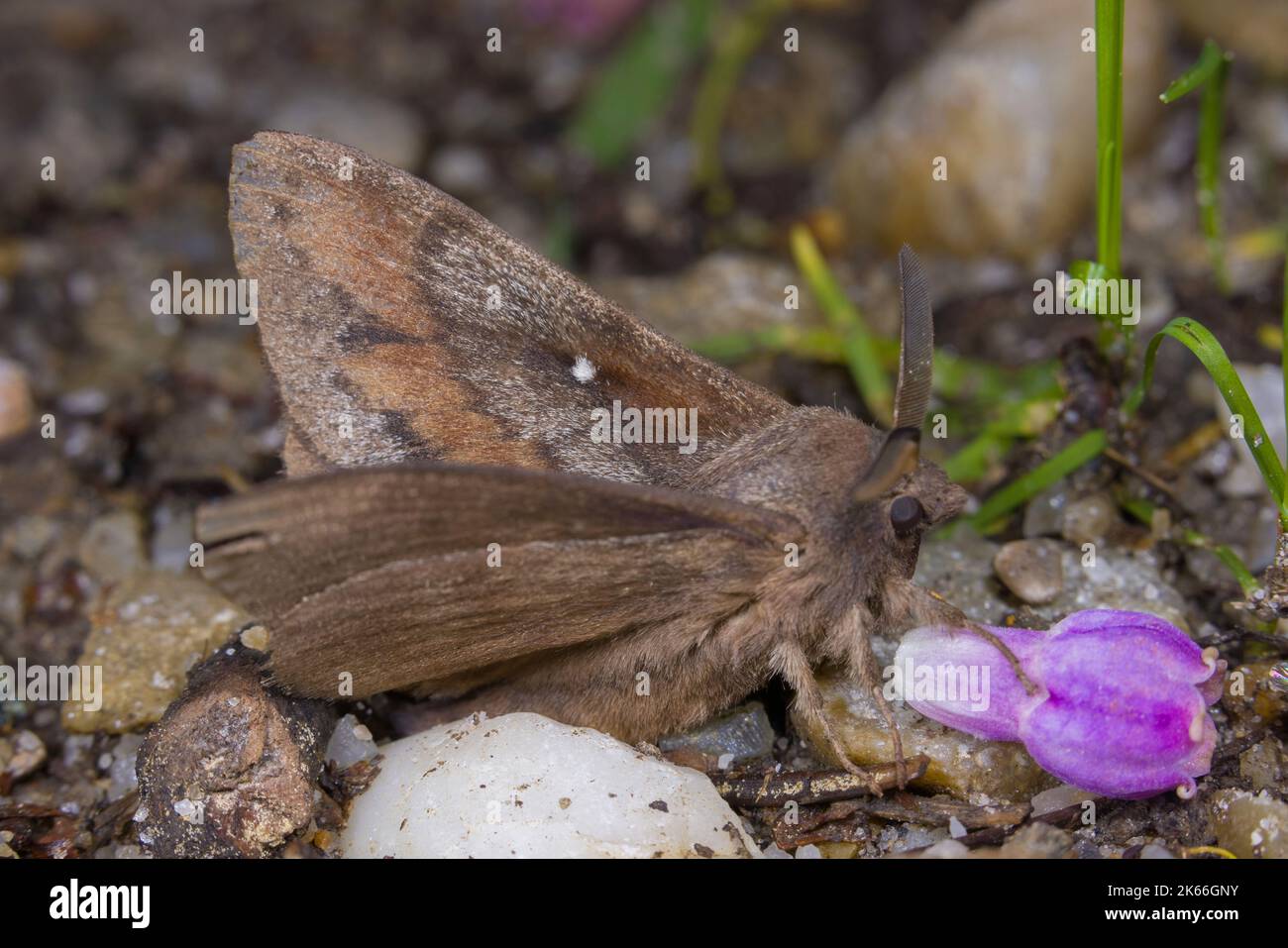 Lappet moth hi-res stock photography and images - Alamy