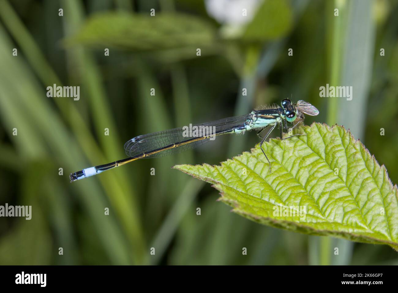 common ischnura, blue-tailed damselfly (Ischnura elegans), male sits on ...