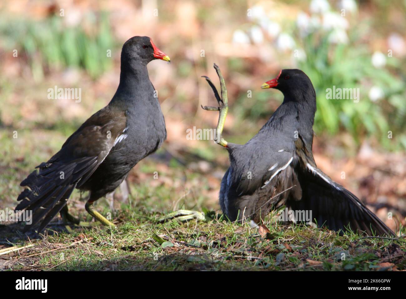moorhen (Gallinula chloropus), two animals fighting on the ground ...