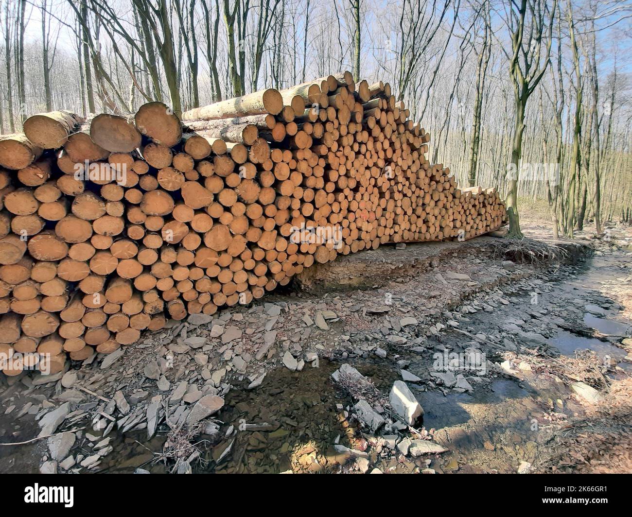 woodpile on the undercut bank of a stream, Germany Stock Photo - Alamy