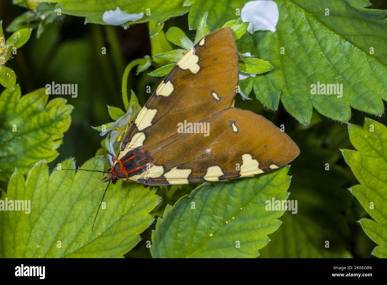 The Matron, Large Tiger (Pericallia matronula, Arctia matronula ...
