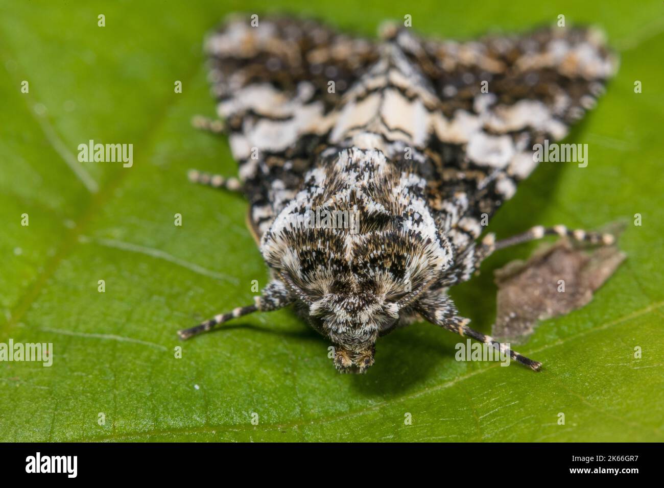 dianthus moth, campion moth (Hadena compta), sitting on a leaf, front ...