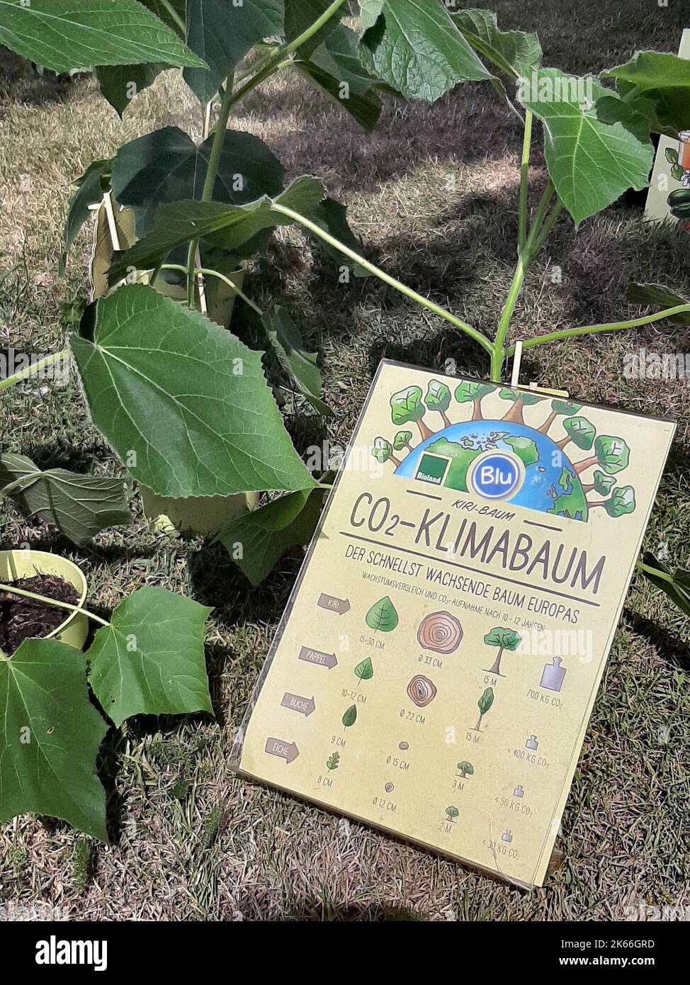 Empress tree, Princess tree, Foxglove tree (Paulownia tomentosa ...