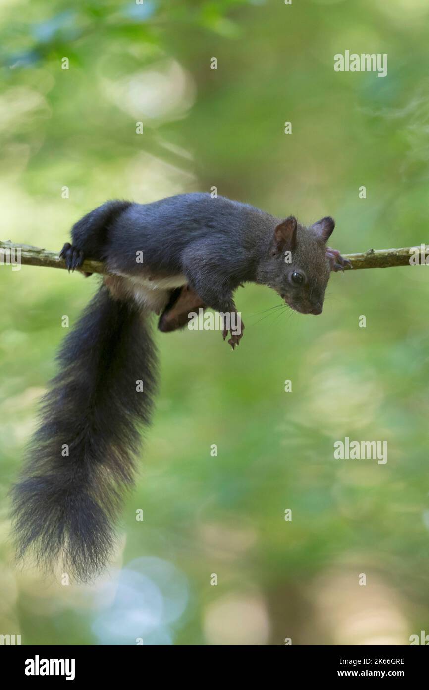 European red squirrel, Eurasian red squirrel (Sciurus vulgaris ...