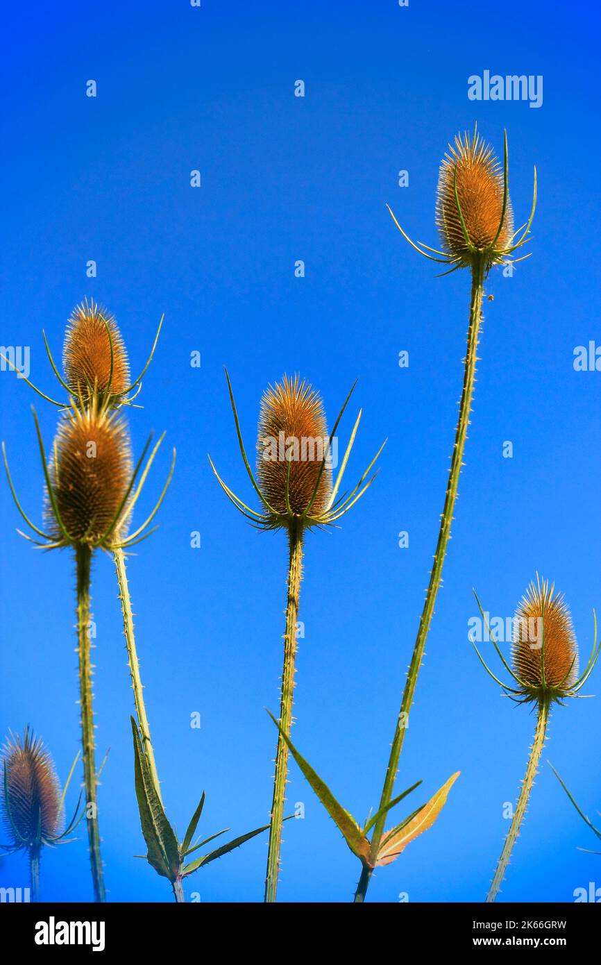 Wild teasel, Fuller's teasel, Common teasel, Common teazle (Dipsacus ...