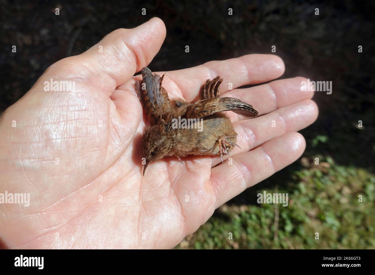 Dead wren bird hi-res stock photography and images - Alamy