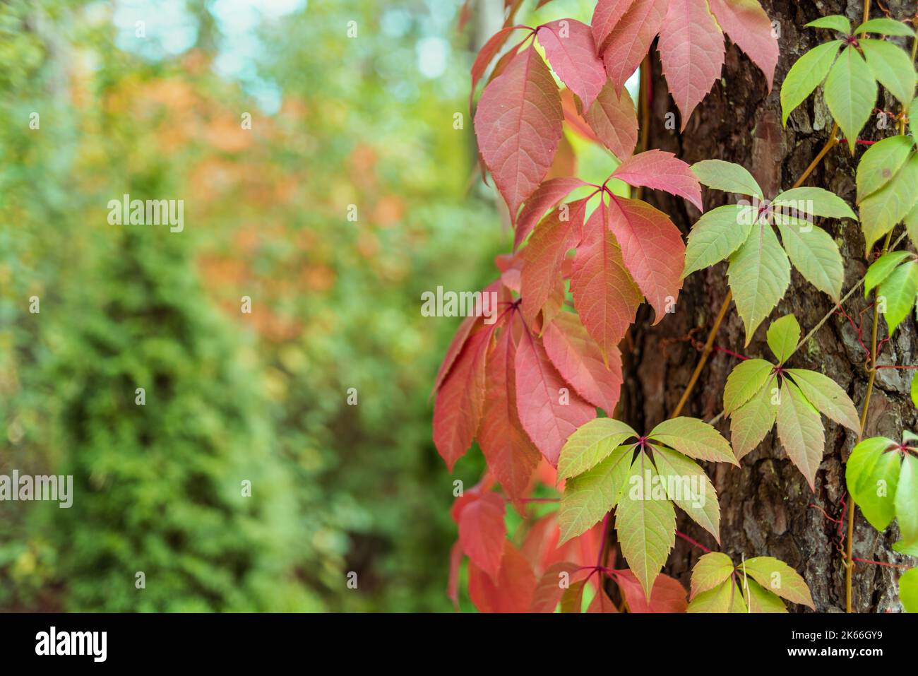 Red and green Virginia creeper leaves growing on tree at fall Stock ...