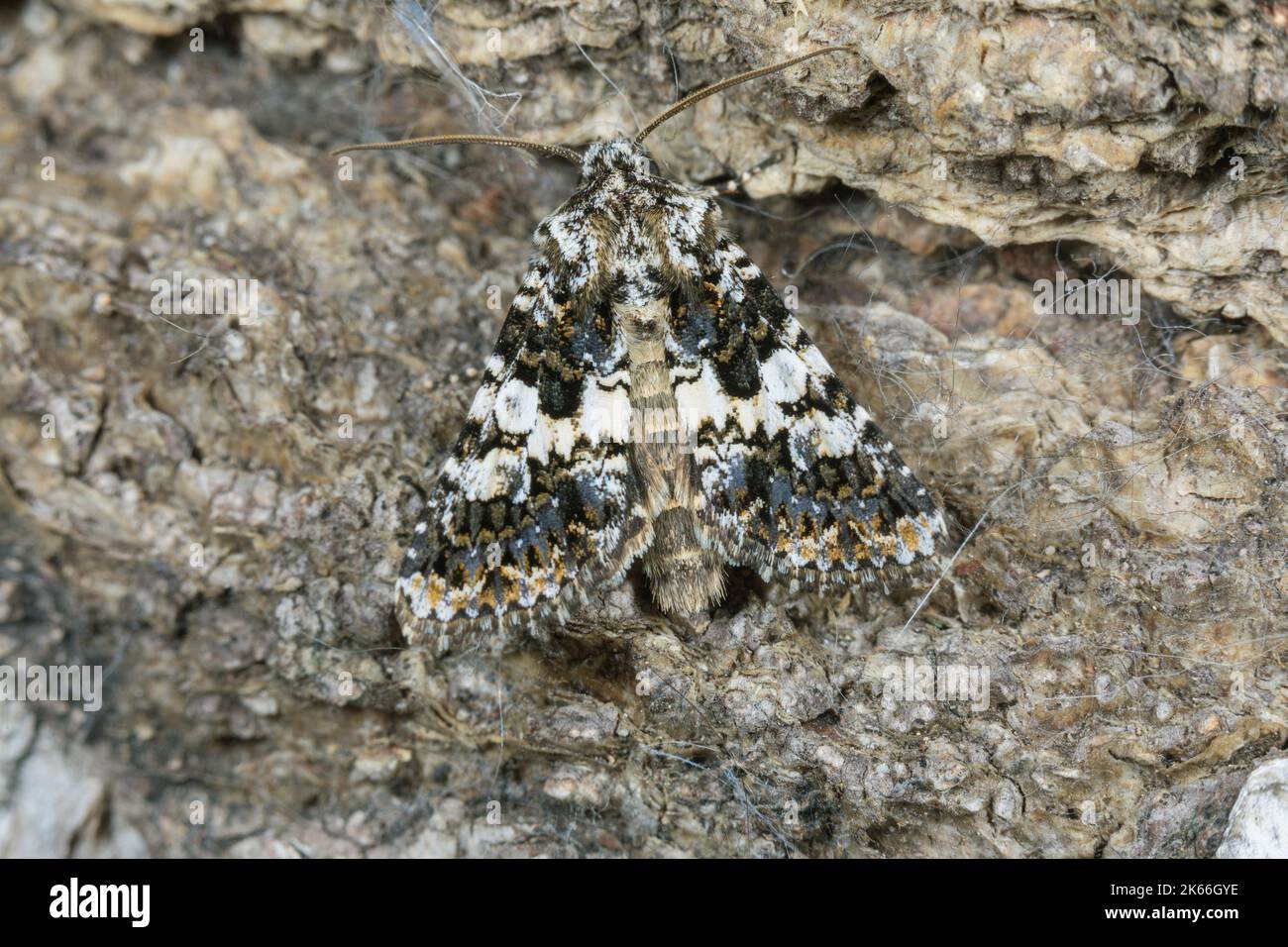 dianthus moth, campion moth (Hadena compta), sitting at bark, dorsal ...