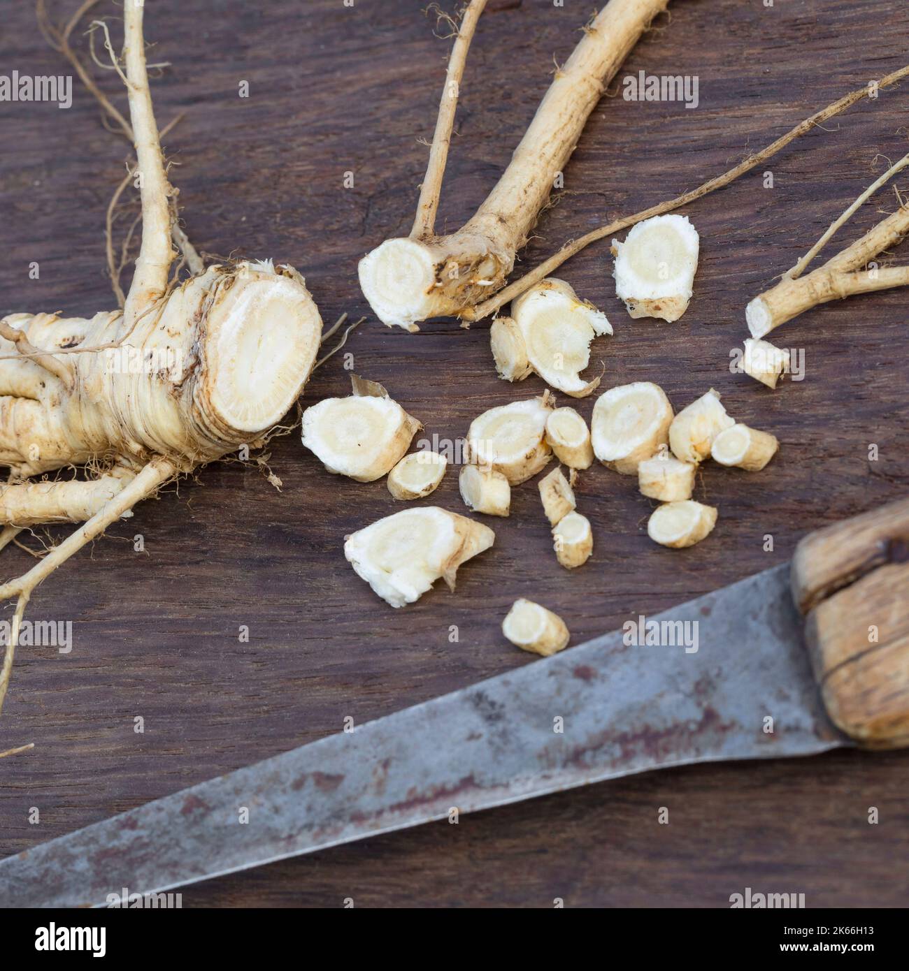 Wild angelica (Angelica sylvestris), collected and cut roots, Germany ...