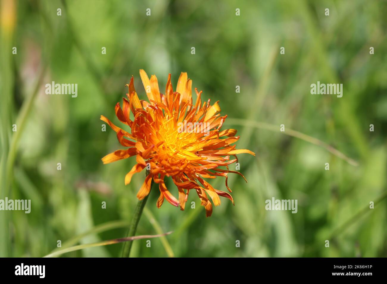 Golden hawksbeard crepis aurea hi-res stock photography and images - Alamy