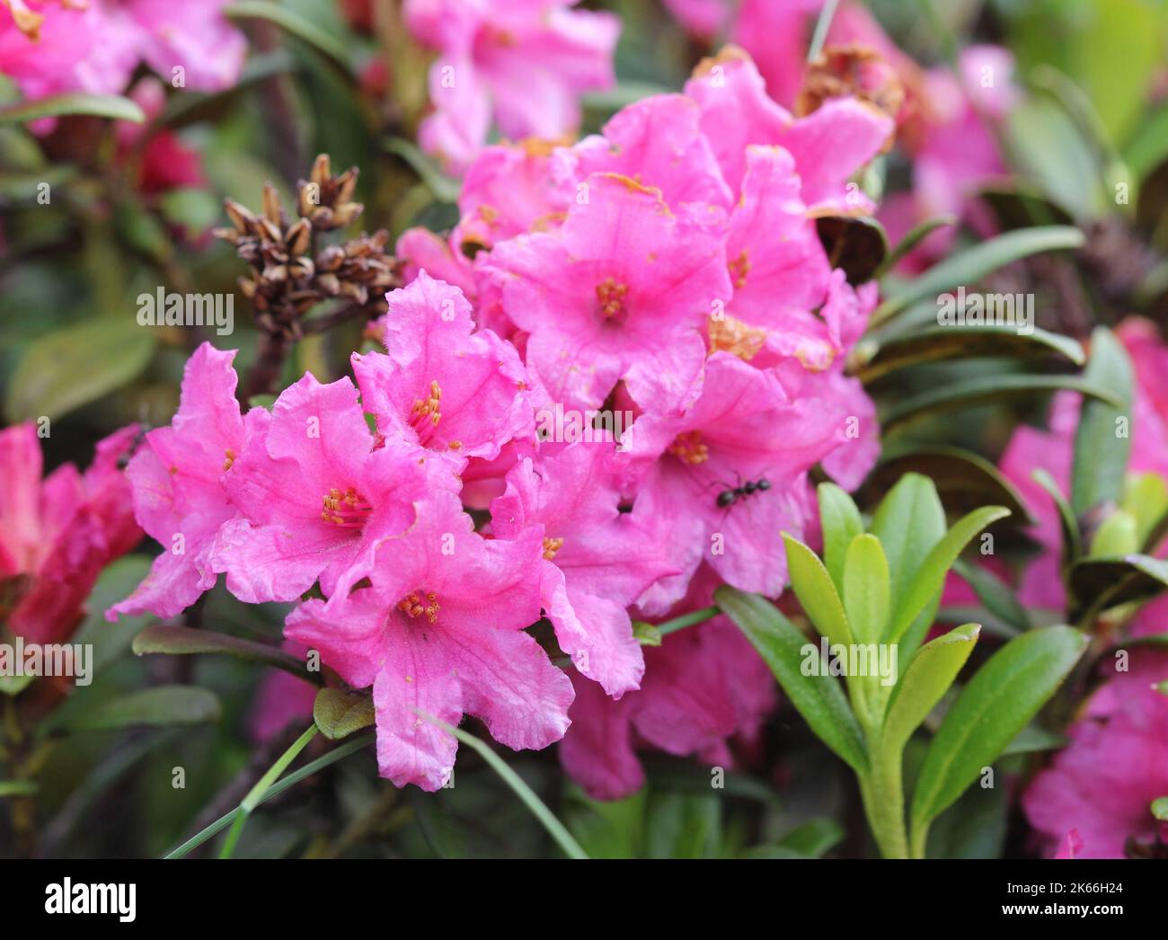Alpine flora: Rust-leaved Alpenrose (Rhododendron Ferrugineum Stock ...
