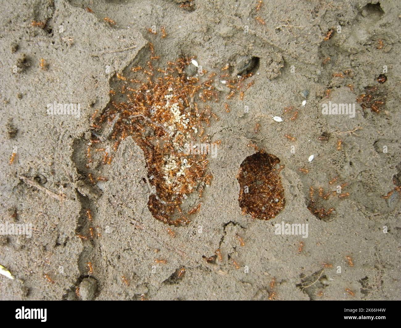ant nests with eggs under lifted base plate, Germany Stock Photo - Alamy