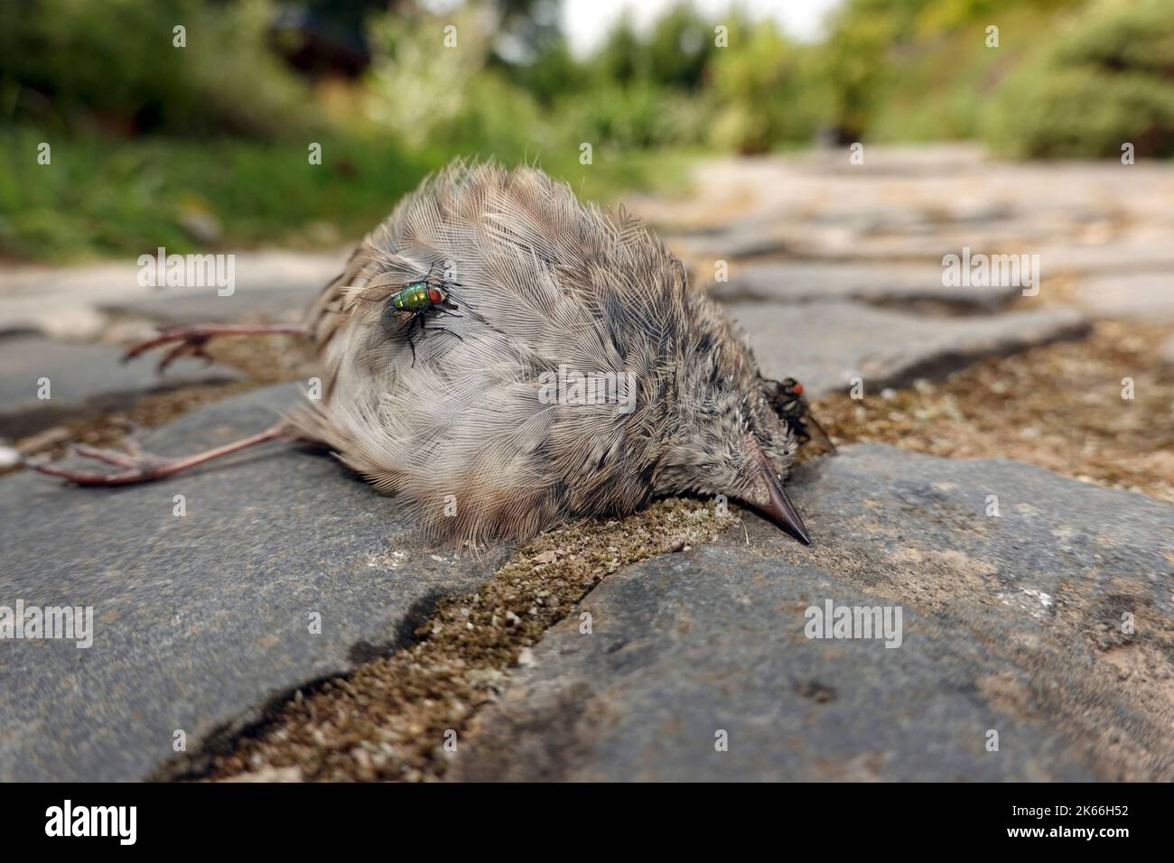 Blowfly corpse hi-res stock photography and images - Alamy