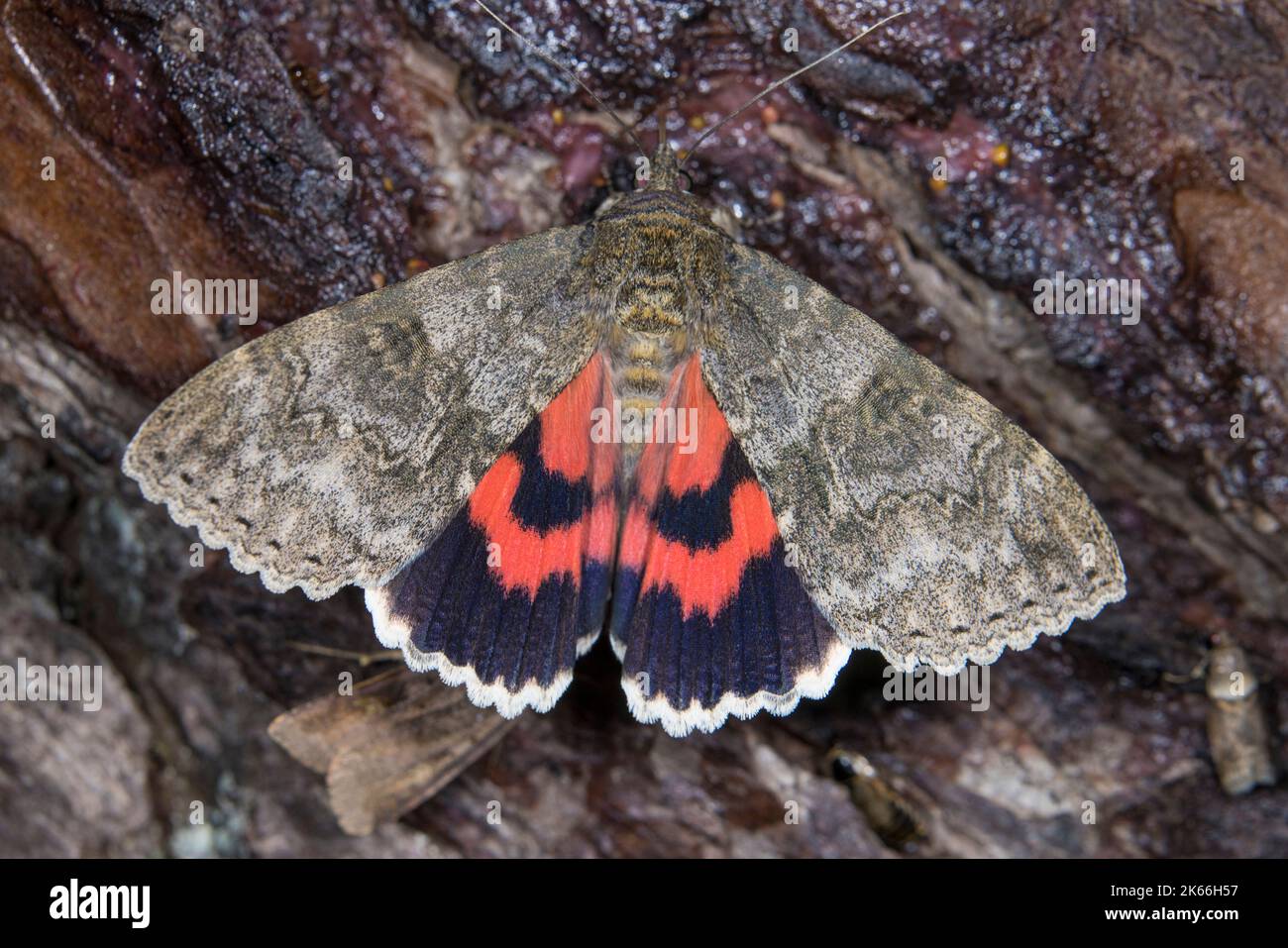 Red Underwing, Red Underwing Moth (Catocala nupta, Phalaena nupta ...