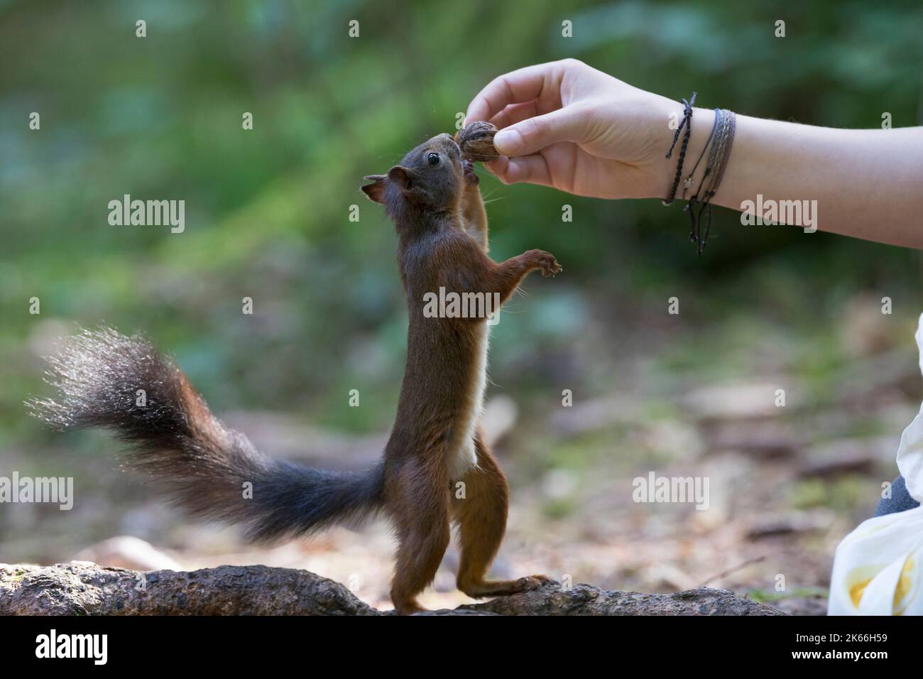 European red squirrel, Eurasian red squirrel (Sciurus vulgaris), is ...