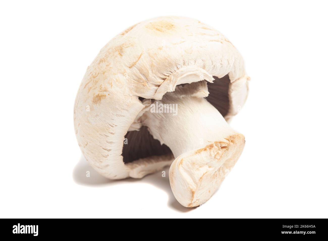 Champignon Mushroom isolated on white background Stock Photo - Alamy
