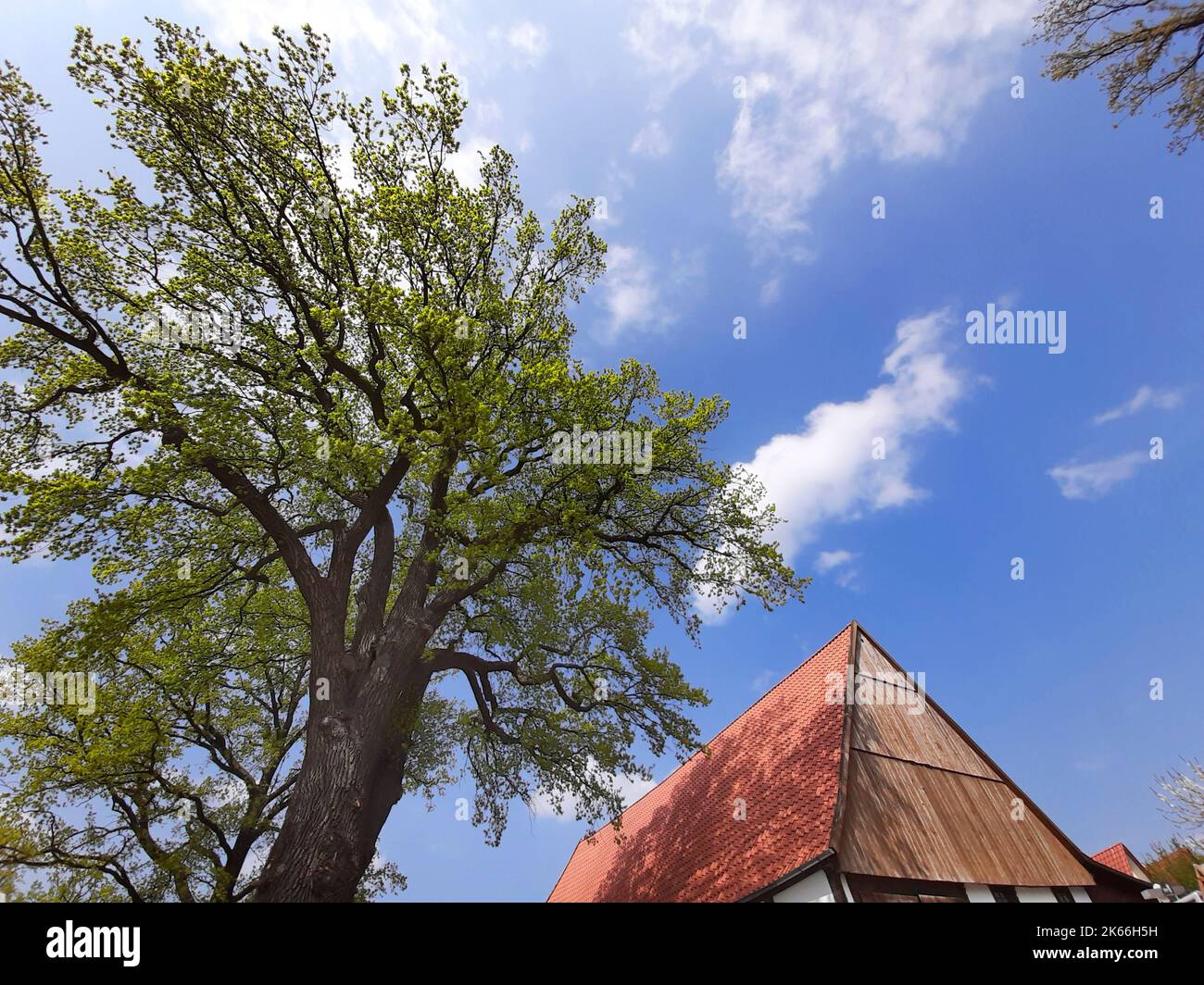 small-leaved lime, littleleaf linden, little-leaf linden (Tilia cordata ...