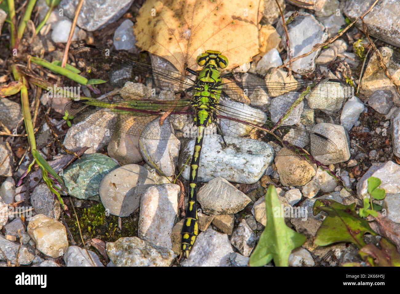 Serpentine dragonfly, Green Snaketail (Ophiogomphus serpentinus ...