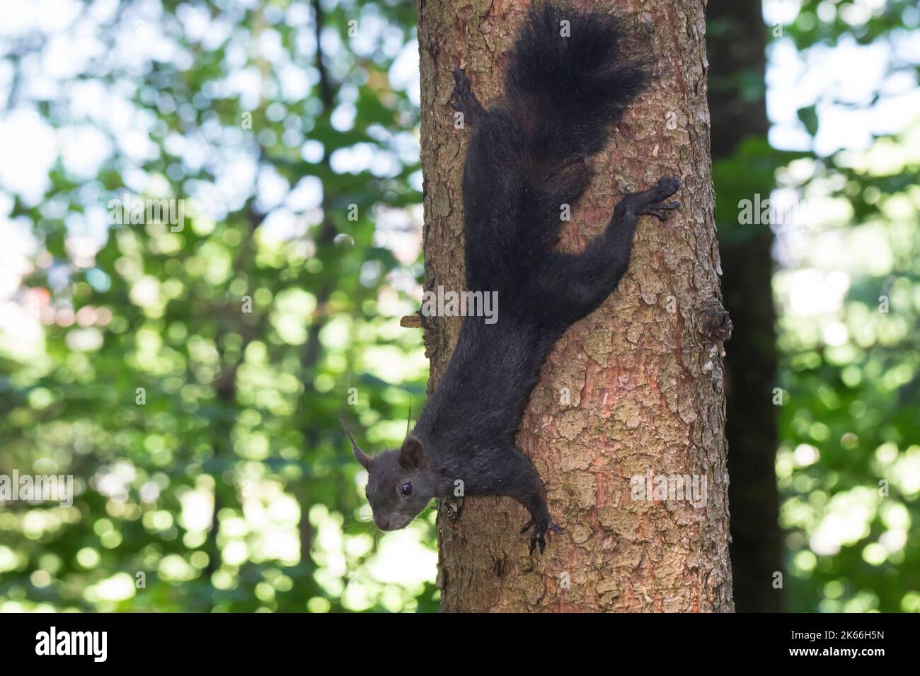 European red squirrel, Eurasian red squirrel (Sciurus vulgaris ...