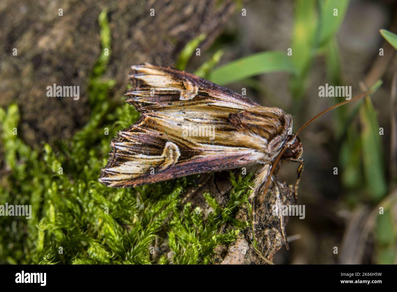 Purple Cloud (Actinotia polyodon), sitting on mossy wood, Germany Stock ...
