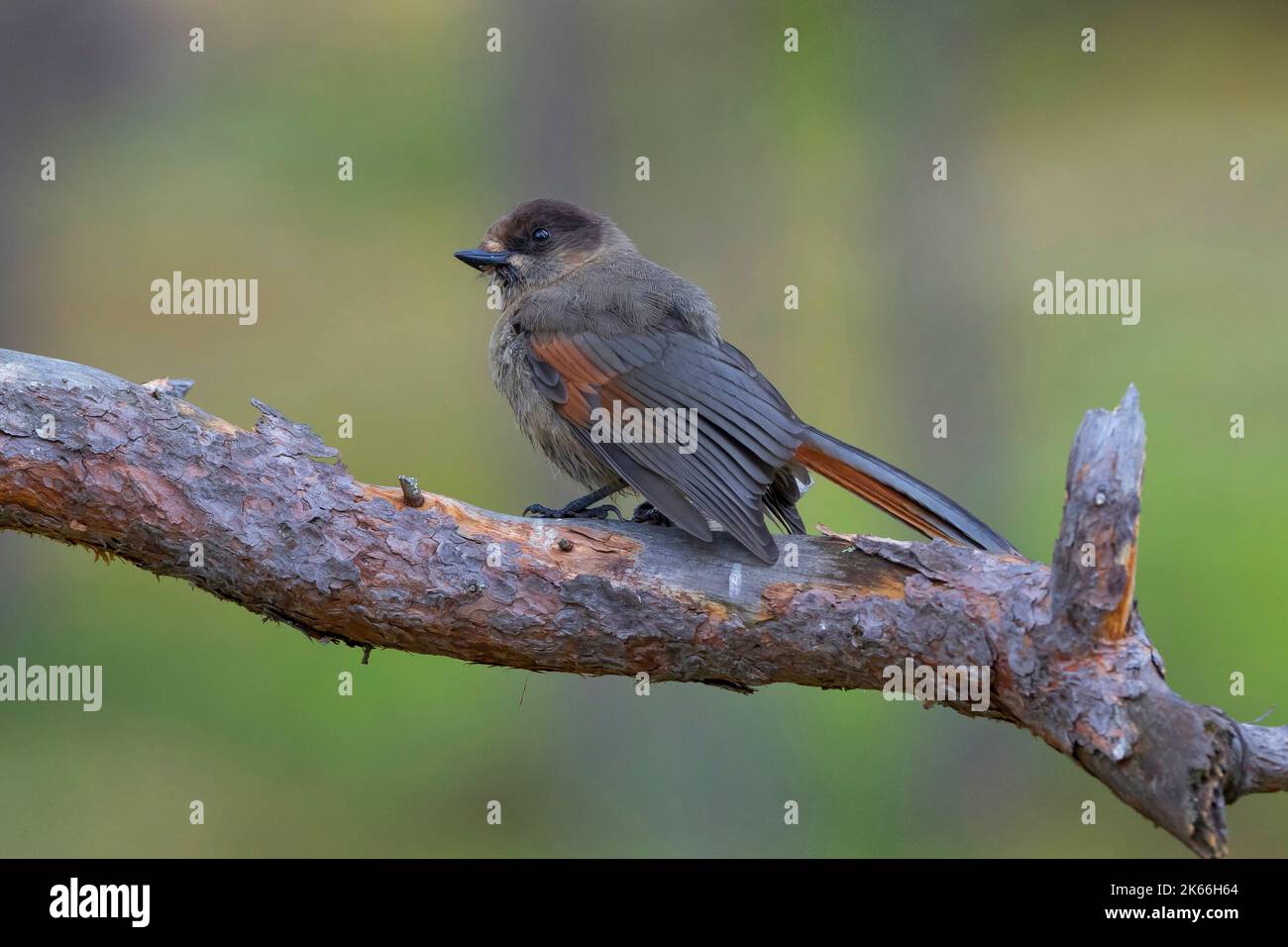 Siberian jay (Perisoreus infaustus), perching on a branch, side view ...