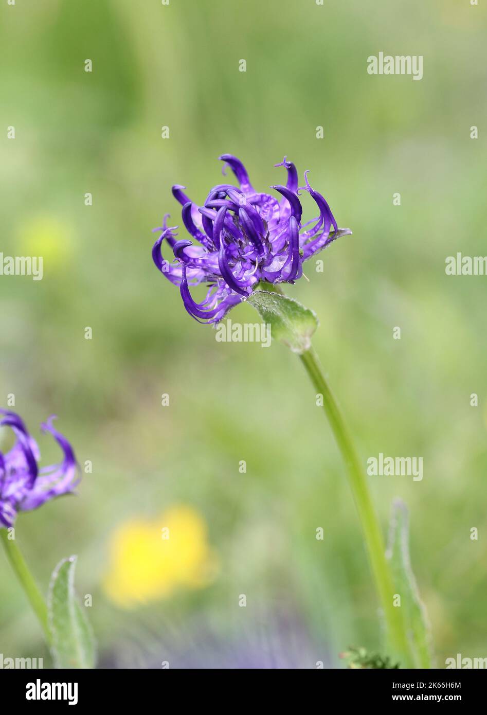 Alpine flora: round-headed rampion (Phyteuma orbiculare Stock Photo - Alamy
