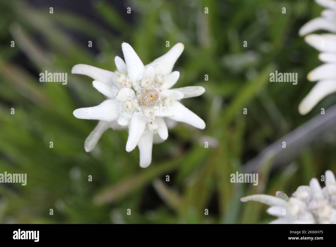 Alpen Flora: Edelweiss (Leontopodium alpinum Stock Photo - Alamy