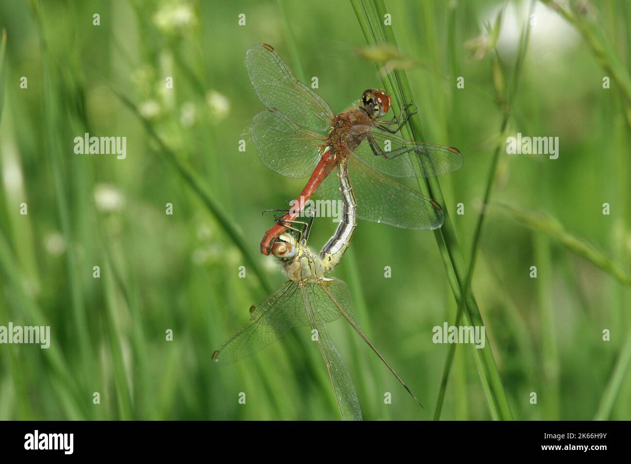 Red-veined sympetrum, Red-veined darter (Sympetrum fonscolombii ...