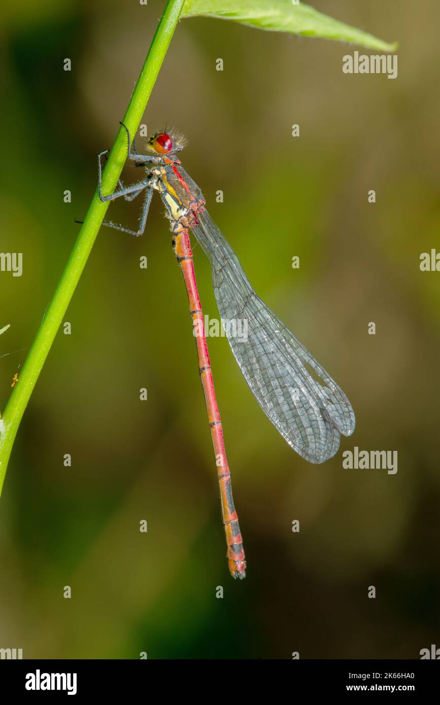 large red damselfly (Pyrrhosoma nymphula), male rests at a stem ...