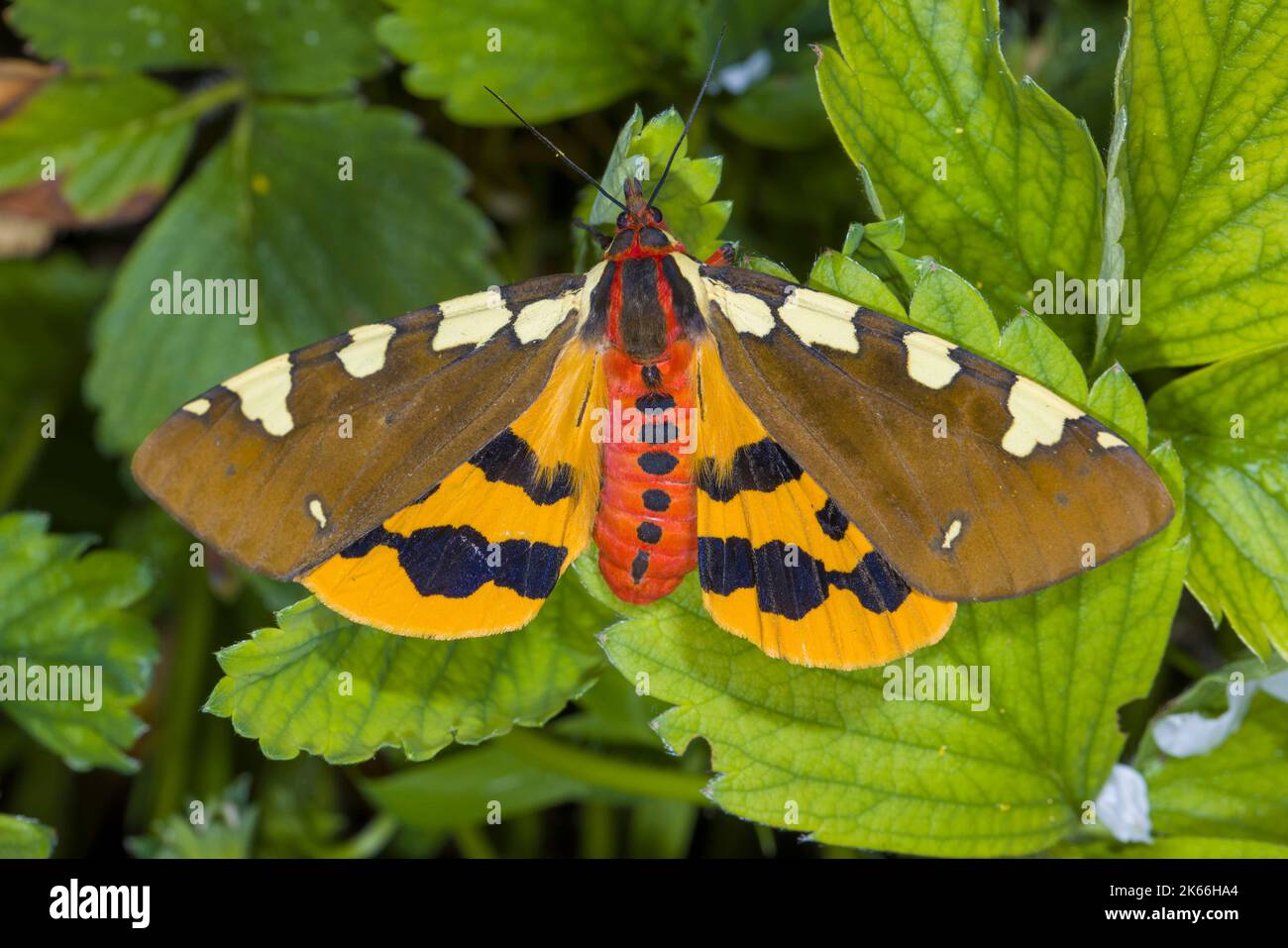 The Matron, Large Tiger (Pericallia matronula, Arctia matronula ...