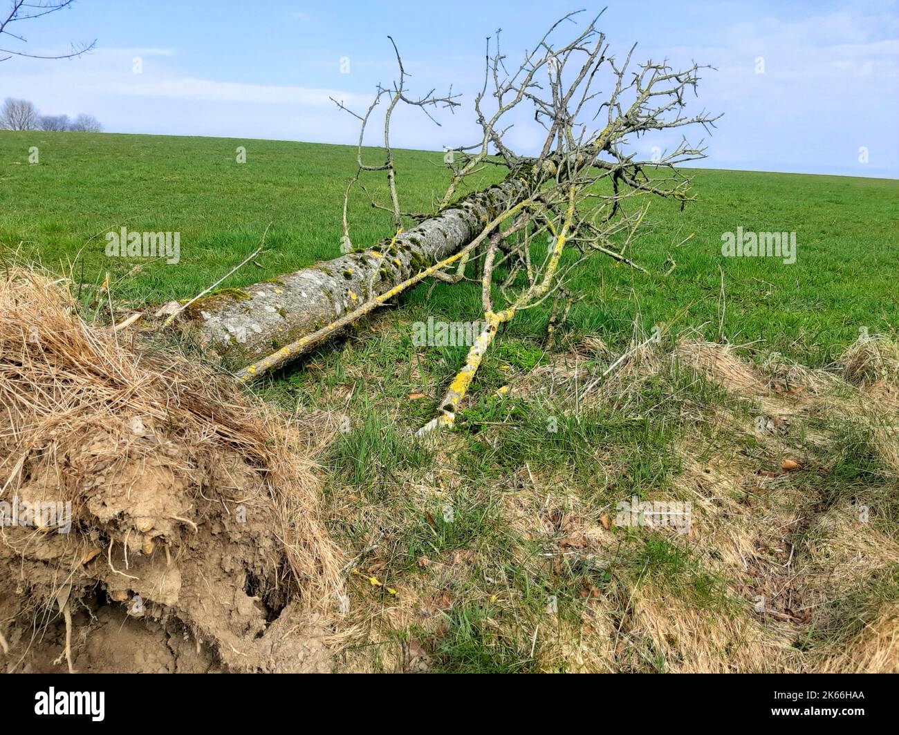common ash, European ash (Fraxinus excelsior), fallen tree with root ...