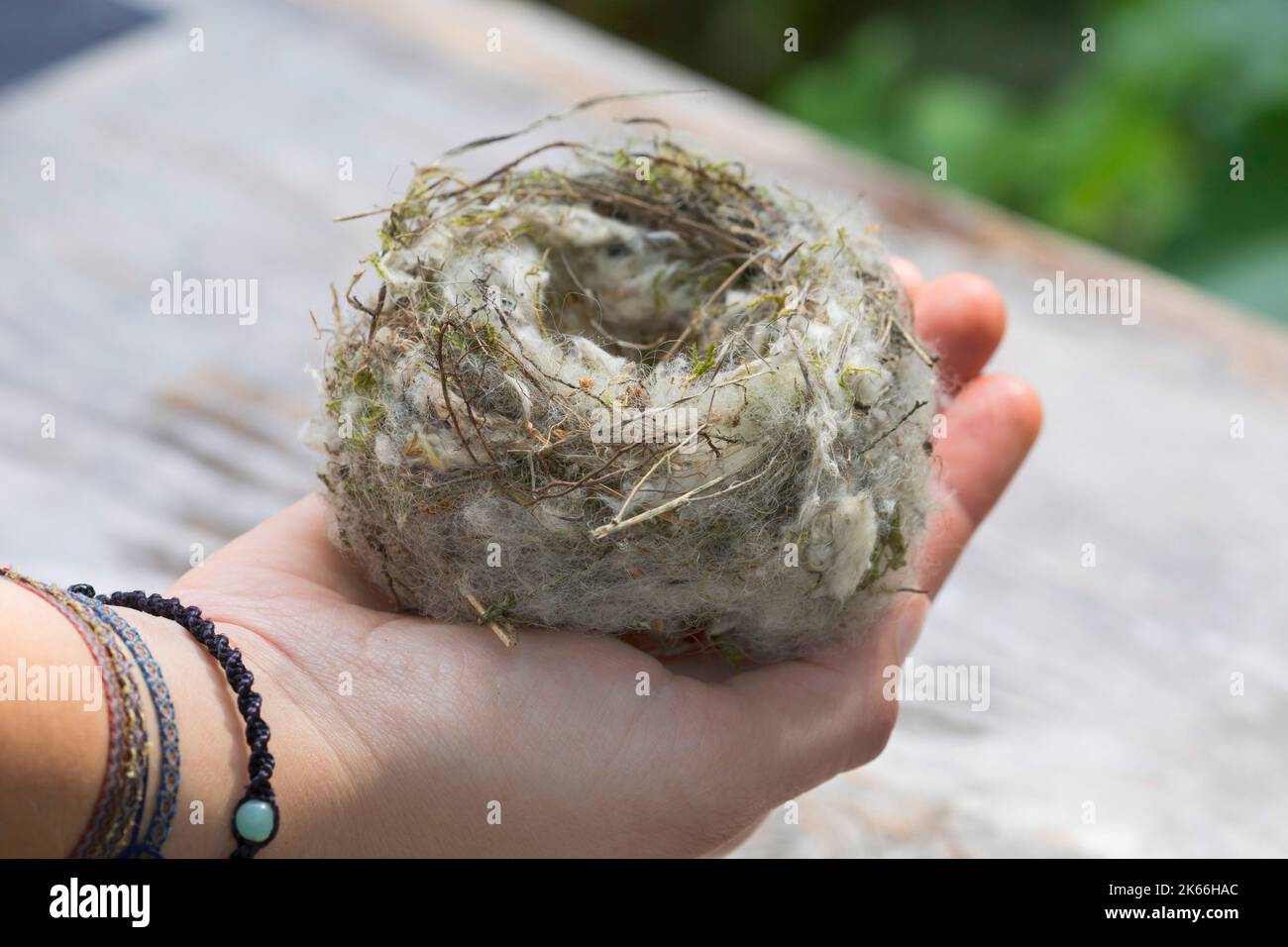 bird nest, coated with soft material from a nesting material dispenser ...