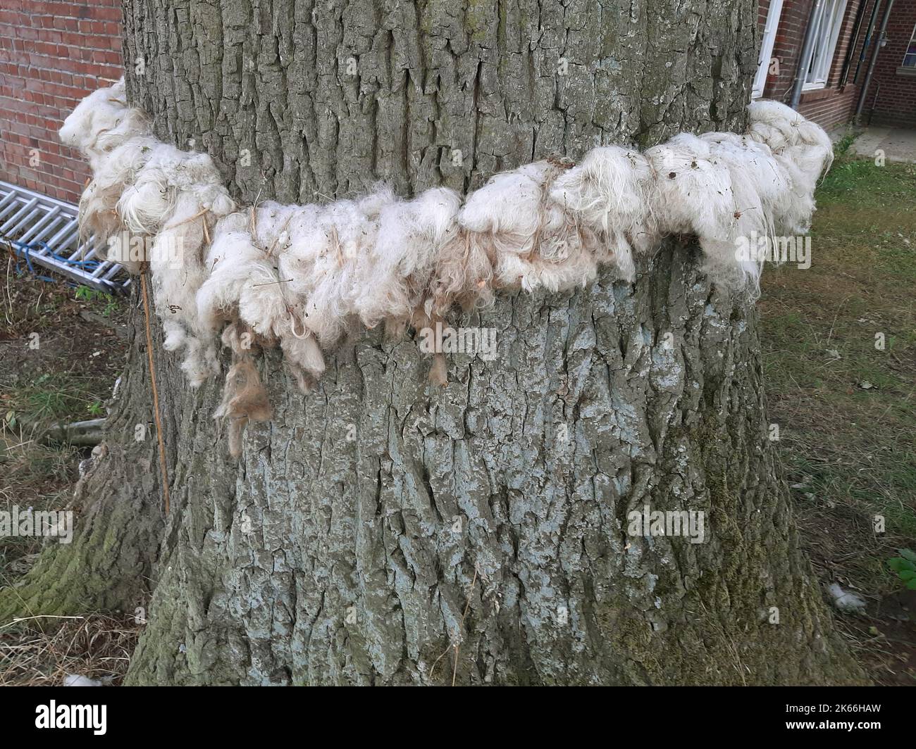 oak processionary moth (Thaumetopoea processionea), wreath of sheep's ...