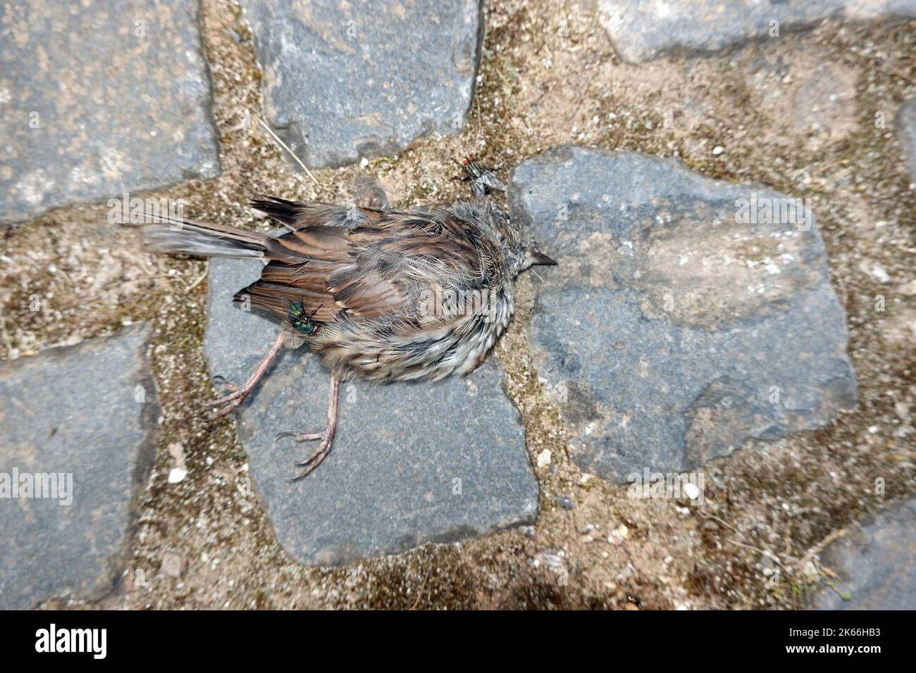 Blowfly dead body hi-res stock photography and images - Alamy