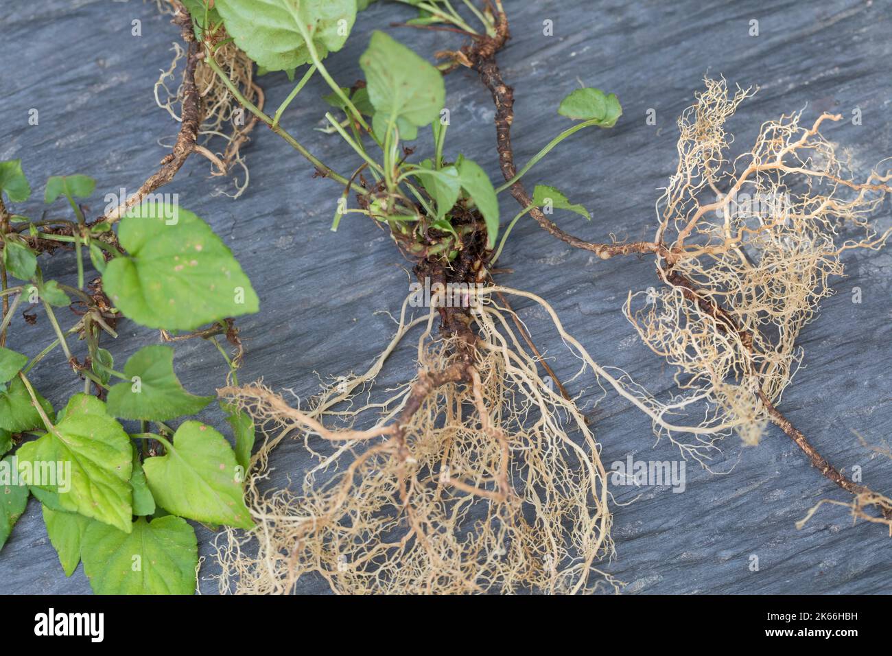 Violeta viola spec hi-res stock photography and images - Alamy