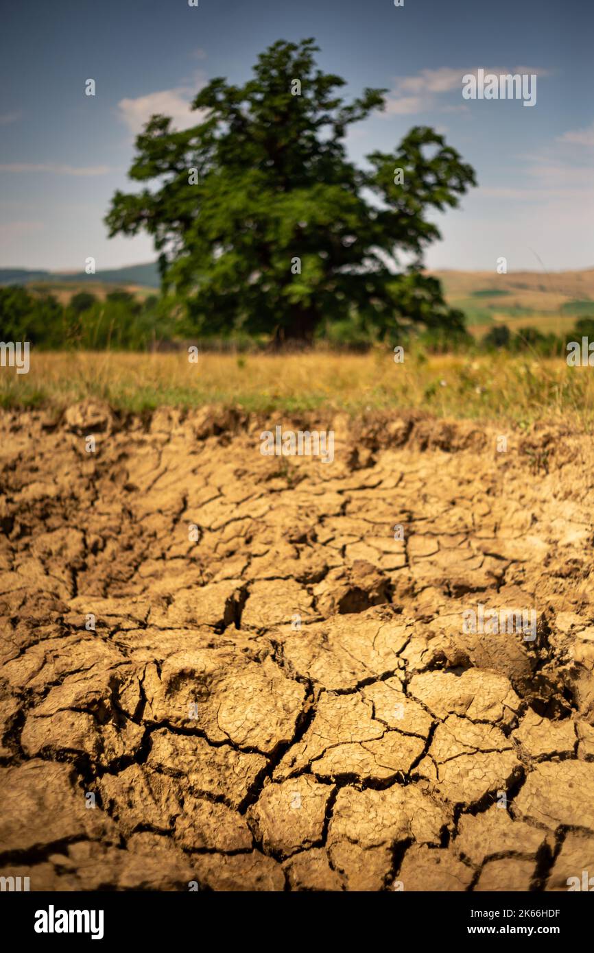 A shallow focus shot of cracked dry ground with blur tree in the field ...