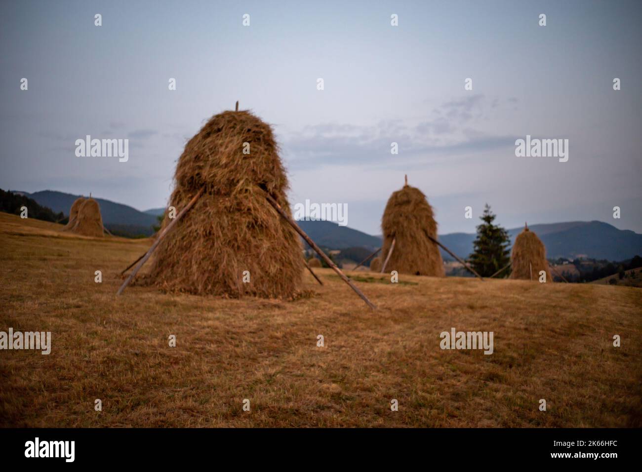Brown old fashioned hay stacks on the brown fields under pueple sunset ...