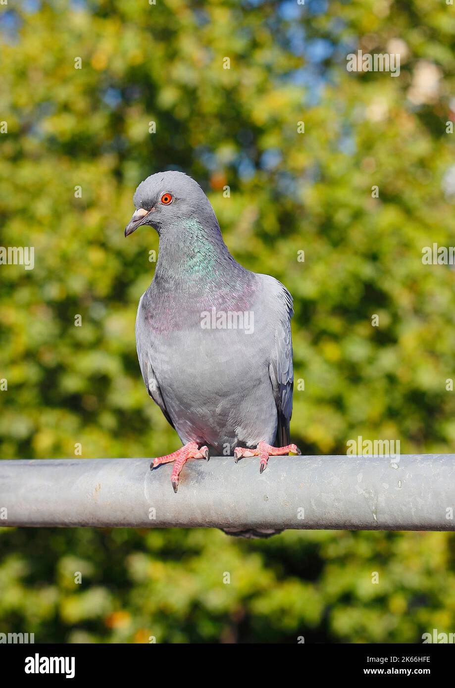 domestic pigeon, feral pigeon (Columba livia f. domestica), perched on ...