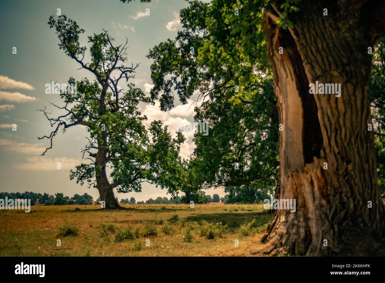A big brown tree trunk in the park with green trees behind Stock Photo ...