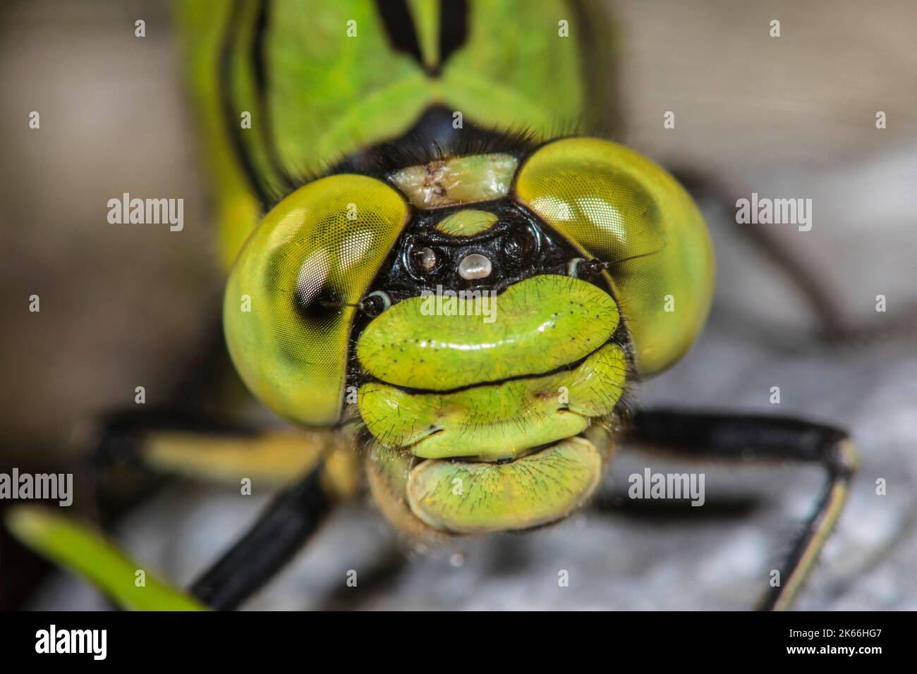 Serpentine dragonfly, Green Snaketail (Ophiogomphus serpentinus ...