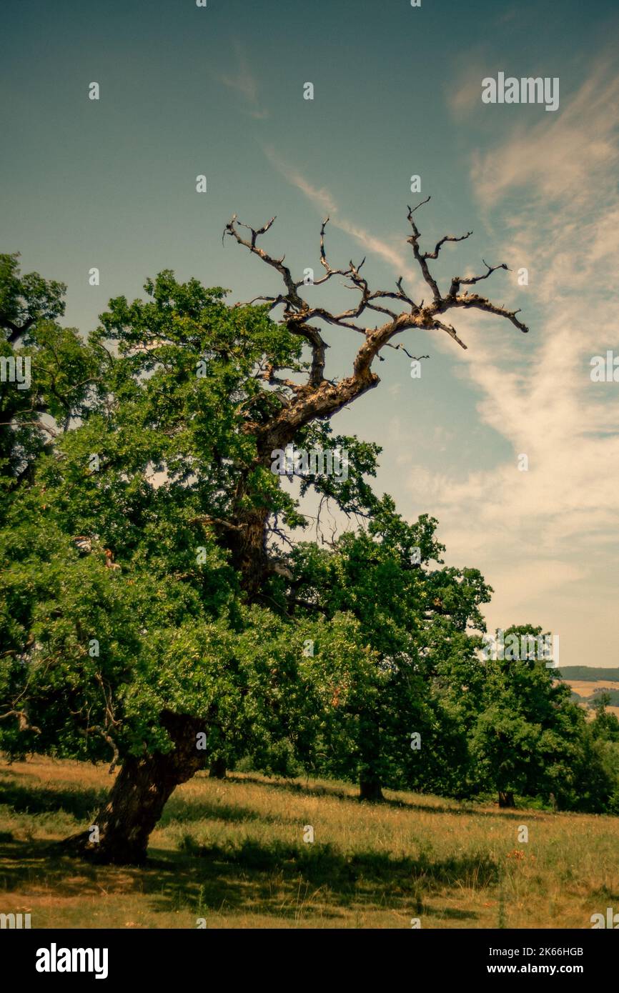 A beautiful Oregon white oak with green leaves in the field under blue ...