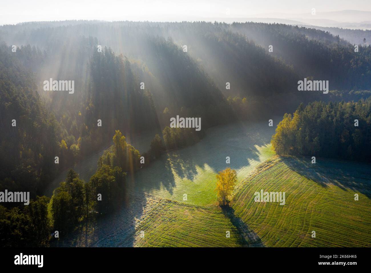 An aerial view of forest clearing with bushes and trees with shiny ...