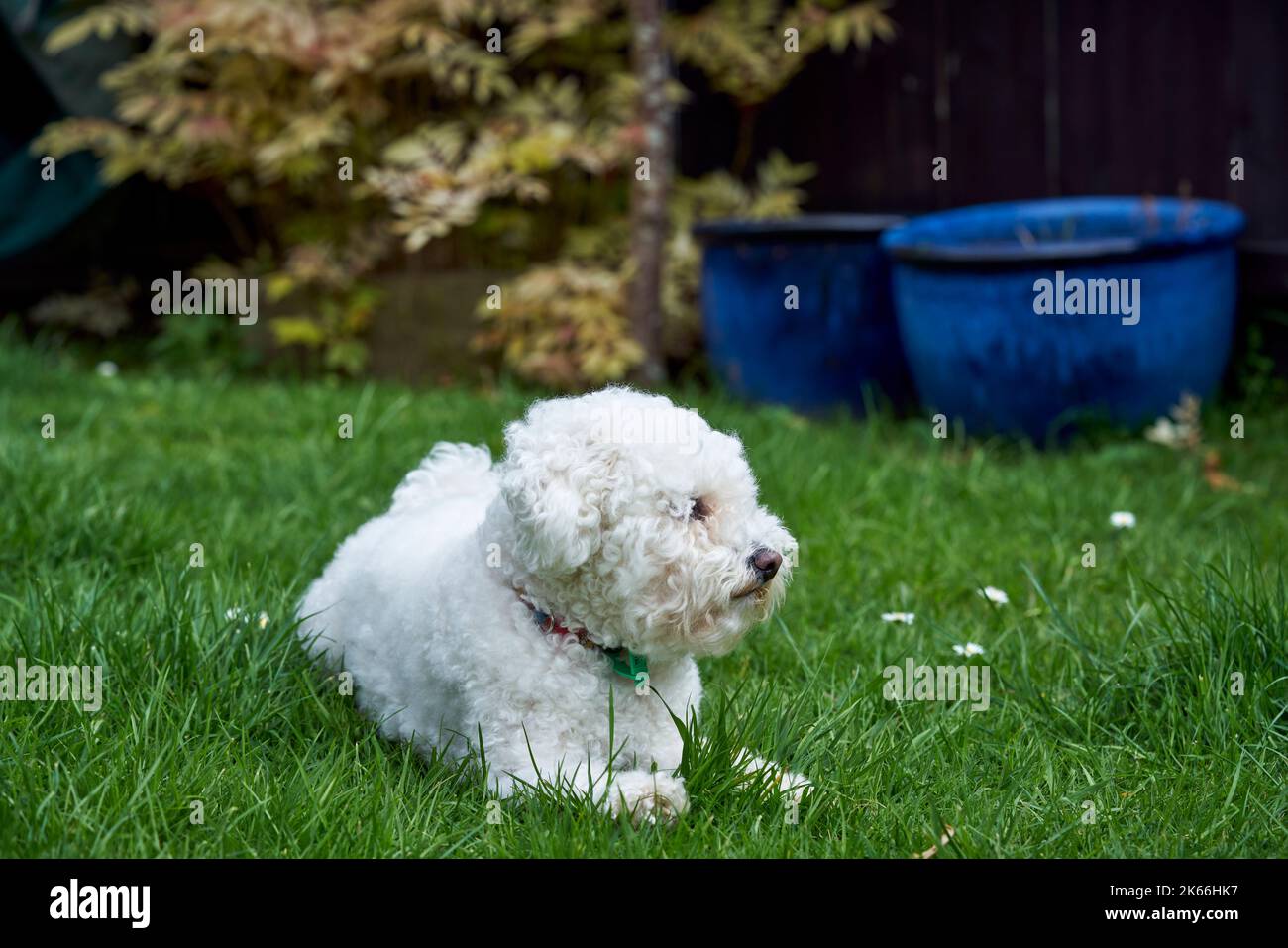 A fluffy Bichon Frise white dog playing in the backyard on grass farm ...