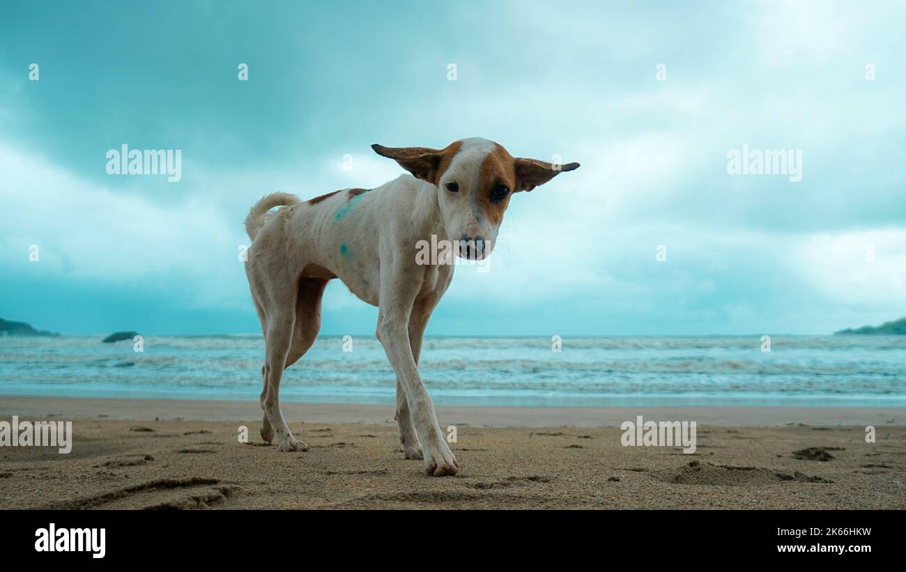A cute Aspin dog standing on sand beach by water under blue sky looking ...