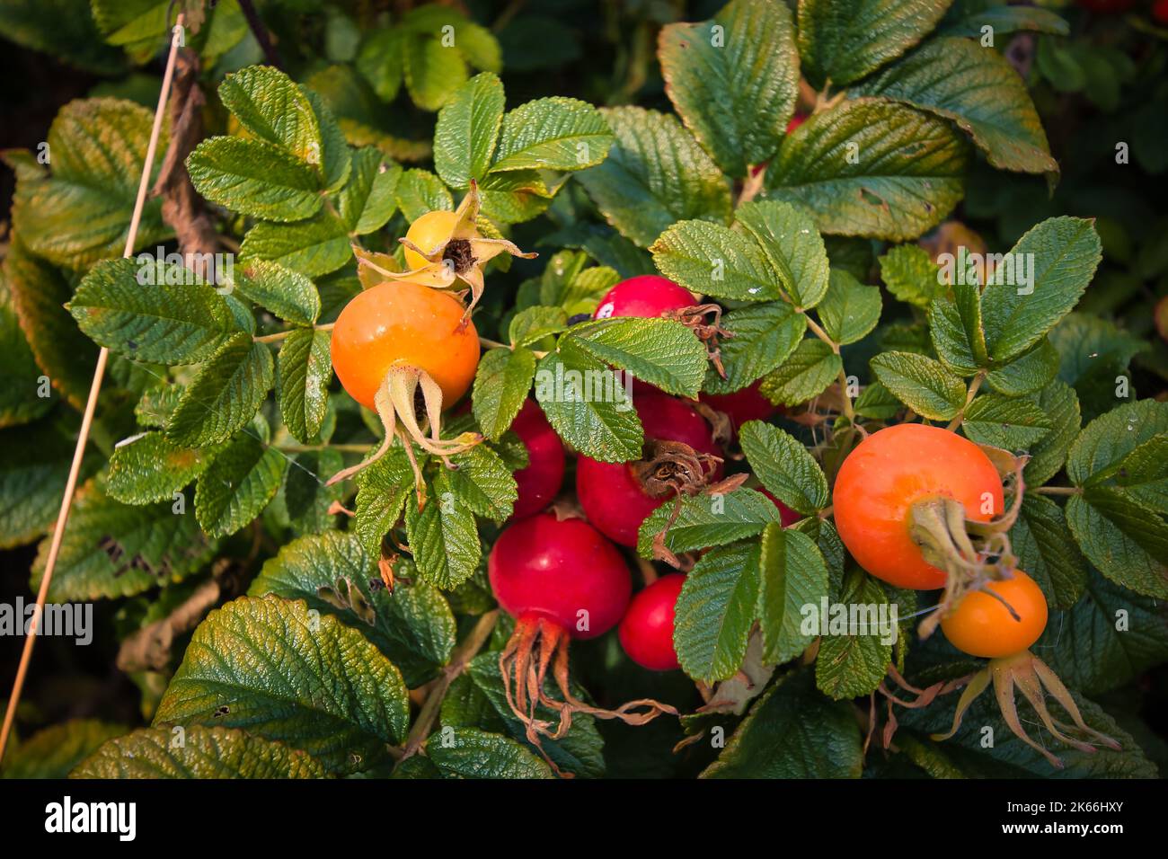 Growing wildly hi-res stock photography and images - Alamy