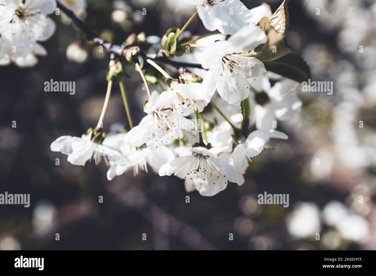 white blossom tree outdoor in sunny backyard, close-up shot at shallow ...