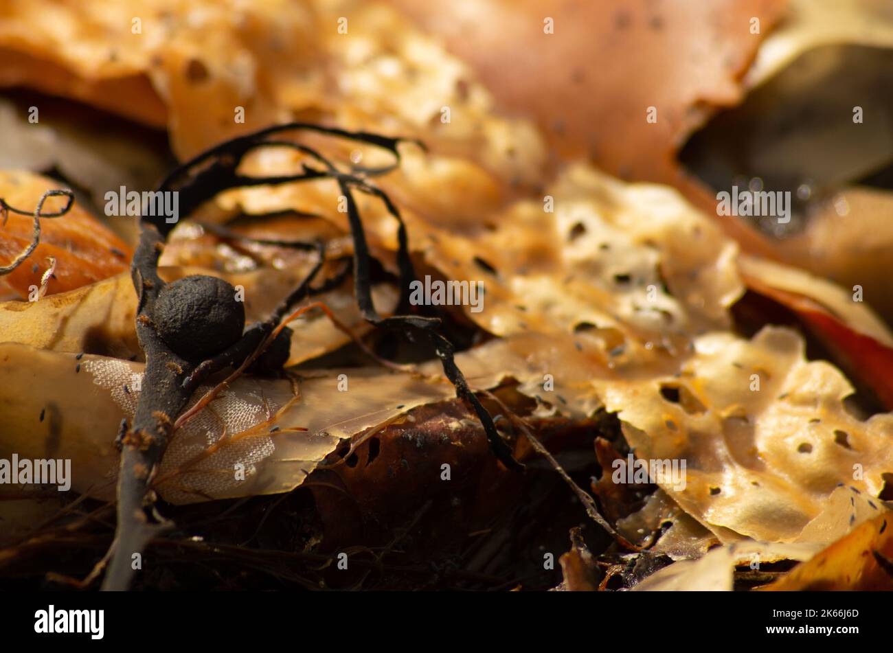 Seaweed on the beach at Blackwaterfoot Stock Photo - Alamy